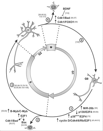 Neuron Cell Cycle Diagram File Complete Neuron Cell Diagram En Svg