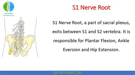 S1 Nerve Root Examination Orthofixar 2025