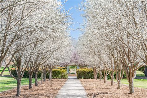 Experience Tenterfield