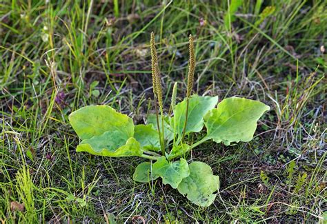Broadleaf Plantain