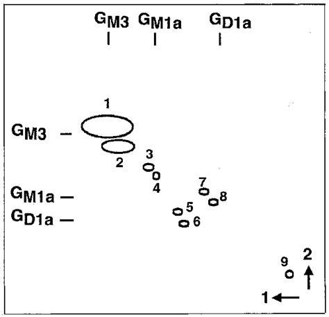 Schematic Of Human Monocyte 2d Thin Layer Ganglioside Chromatogram