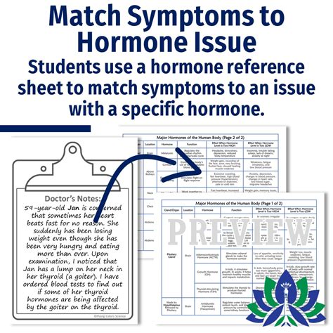 Endocrine System Hands On Activities