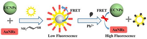 Schematic Description Of The Ucnps Cys Aunrs Fluorescence Nanosensor