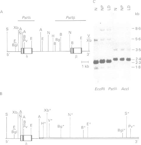 Figure 1 From Deletion Of The 5 Beta Globin Gene Region Beta Zero
