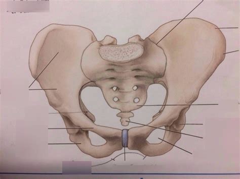 Bio 103 Lab Quiz 3 Osteology Of The Pelvis Diagram Quizlet