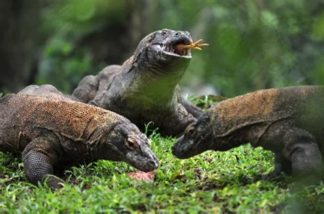 Where Do Komodo Dragons Live