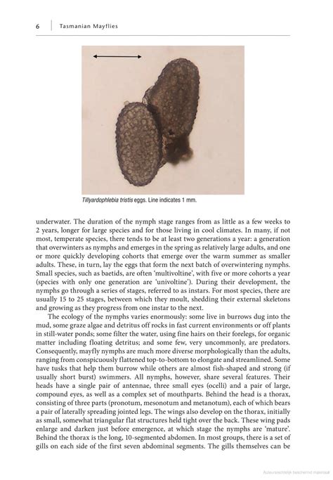 Tasmanian Mayflies Veldshopnl