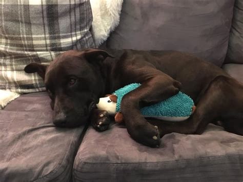 Our Good Boye Recently Rescued Raww