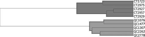 dendrogram obtained by agglomerative hierarchical clustering analysis