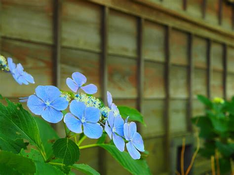 府中市郷土の森博物館4 24年6月 写真共有サイトフォト蔵