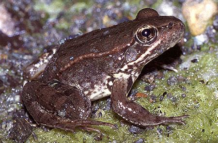 Rana Draytonii Vikipedi
