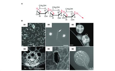Molecular Structure And Fluorescent Dye Staining Of Callose A Download Scientific Diagram