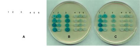 X Gal Plate Assay Of Dex Mtx Induced Lacz Transcription Yeast Strains