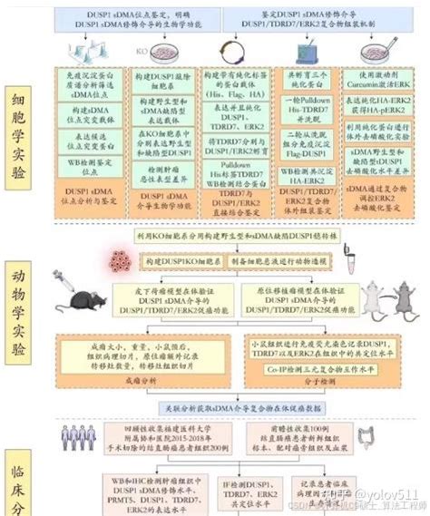 如何使用并应用 技术路线图wordandvisio版可编辑 共包括68个word格式版本，24个visio格式版本，内容丰富且清晰 知乎