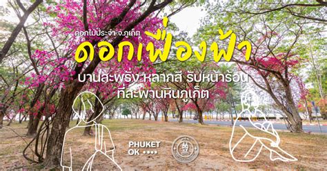 ดอกเฟื่องฟ้า ดอกไม้ประจำ จ ภูเก็ต …บานสะพรั่ง หลากสี รับหน้าร้อน Phuket Ok