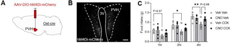 Paraventricular Oxytocin Neurons Impact Energy Intake And Expenditure Projections To The Bed