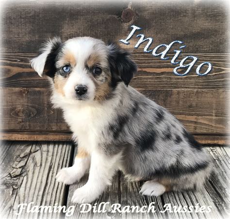 Miniature Australian Shepherd Puppies For Sale Dallas TX 250224