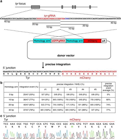 Donor Vector At Collection Of Donor Vector Free For