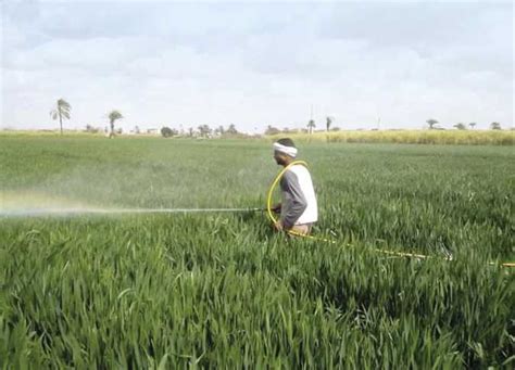 زراعة المنيا تحذر مزارعي محصول القمح من الرقاد بسبب الرياح والعواصف