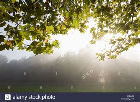Sunlight Through Trees Stock Photos Sunlight Through Trees Stock Images Alamy
