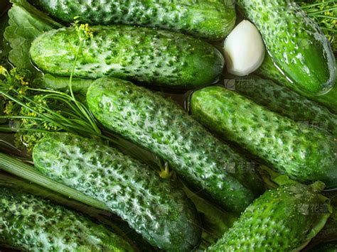腌黄瓜的腌制