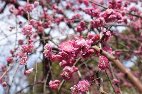 平和の森公園の梅林 2025年の見頃と現在の開花状況は？｜東京都大田区 歩いてみたブログ