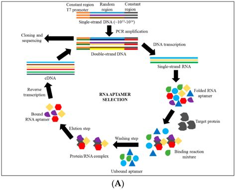 RNA Aptamer And DNA Aptamer Development A Isolation Of RNA Aptamer