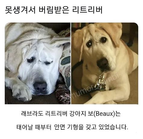 와 이 개새끼 개빻았네 ㅋㅋㅋ 유머 움짤 이슈 에펨코리아