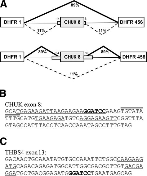 Computational Definition Of Sequence Motifs Governing Constitutive Exon