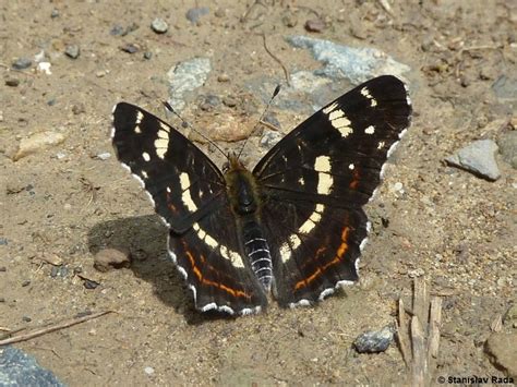 Araschnia levana babočka síťkovaná Nymphalidae babočkovití Natura Bohemica