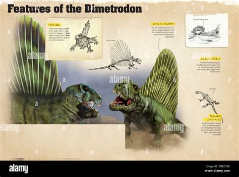 Dimetrodon Vs Gorgonopsid
