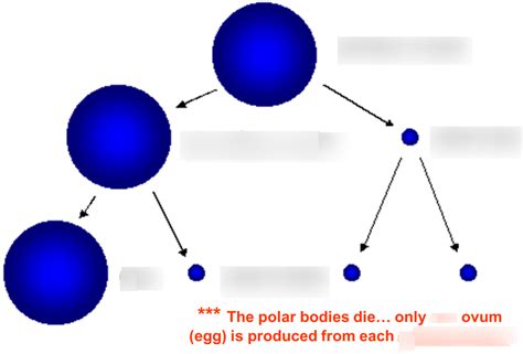 Oogenesis Diagram Quizlet