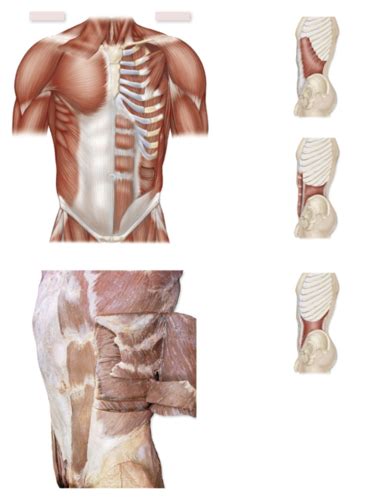 Abdomen Flashcards Quizlet