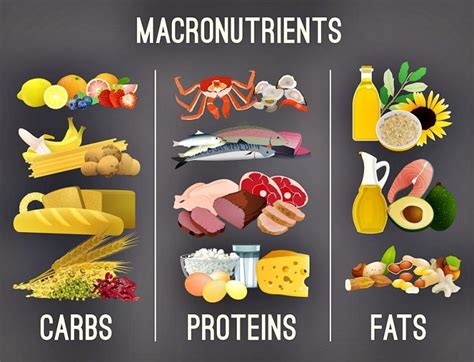 Macronutrients The Basis Of Our Nutrition Womens Alphabet