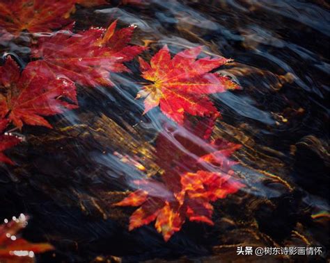 停車坐愛楓林晚霜葉紅於二月花描寫楓葉的詩詞佳句都那麼唯美 每日頭條