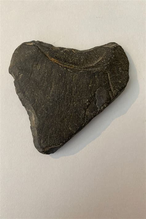 Fossilized Tooth Rpaleontology