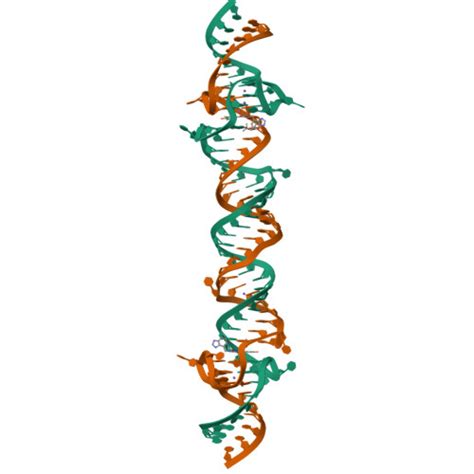 Rcsb Pdb 8k85 Crystal Structure Of Red Broccoli Aptamer With Obi