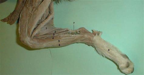 Cat Muscles Distal Hind Limb Medial Diagram Quizlet
