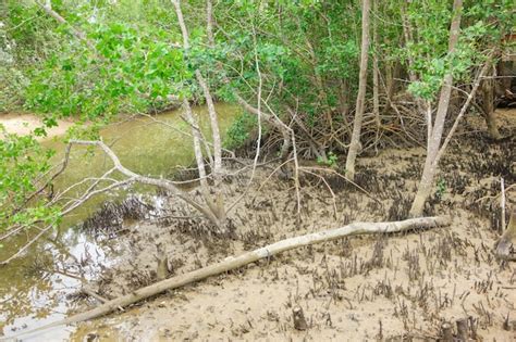Premium Photo Lush Mangrove Trees Tropical Coast Ecosystem