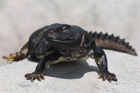 Explore The Uromastyx Spiny Tailed Lizard Traits And Habitat