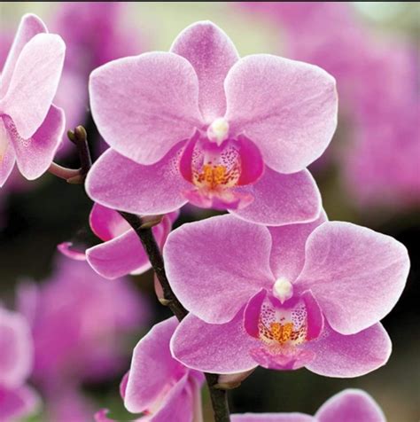 Hanaa Fayed On Linkedin Does Meiosis Always Produce Gametes‼️ While Meiosis Is The First Step In…