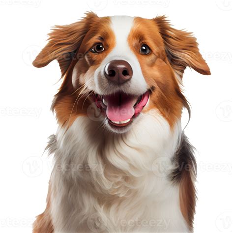 Dog Png Pngs For Free Download