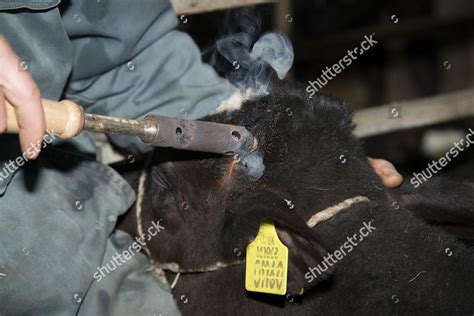 Domestic Cattle Holstein Calf Farmer Dehorning Editorial Stock Photo Stock Image Shutterstock