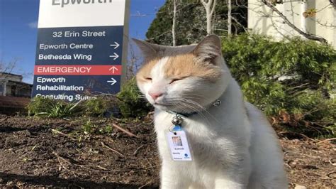 Elwood el amistoso gatito que se convirtió en guardia de seguridad en un hospital Infobae