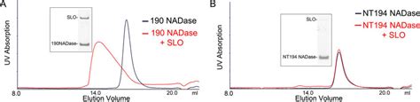 The C Terminal Catalytic Domain 190nadase But Not The N Terminal