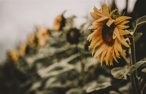 Nature Sunflower 4k Ultra Hd Wallpaper By Rockstargamesgtav