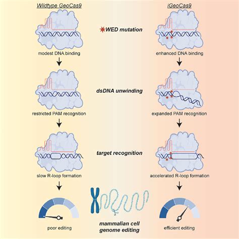 改造这种Cas9基因编辑效率提升百倍诺奖得主最新成果再登细胞 腾讯新闻
