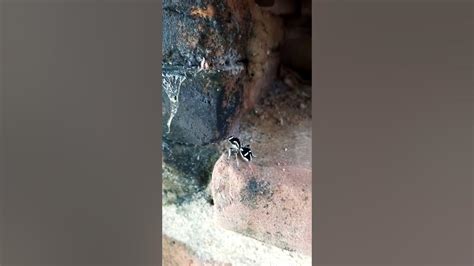 Vespa Sem Asas Oncinha Formiga Onça Youtube