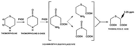 First Steps Of Thiomorpholine Biodegradative Pathway In M Aurum Mo1