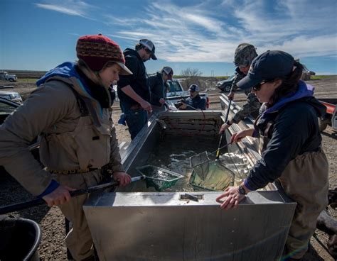 Nigiri Project Mixes Salmon And Rice Fields